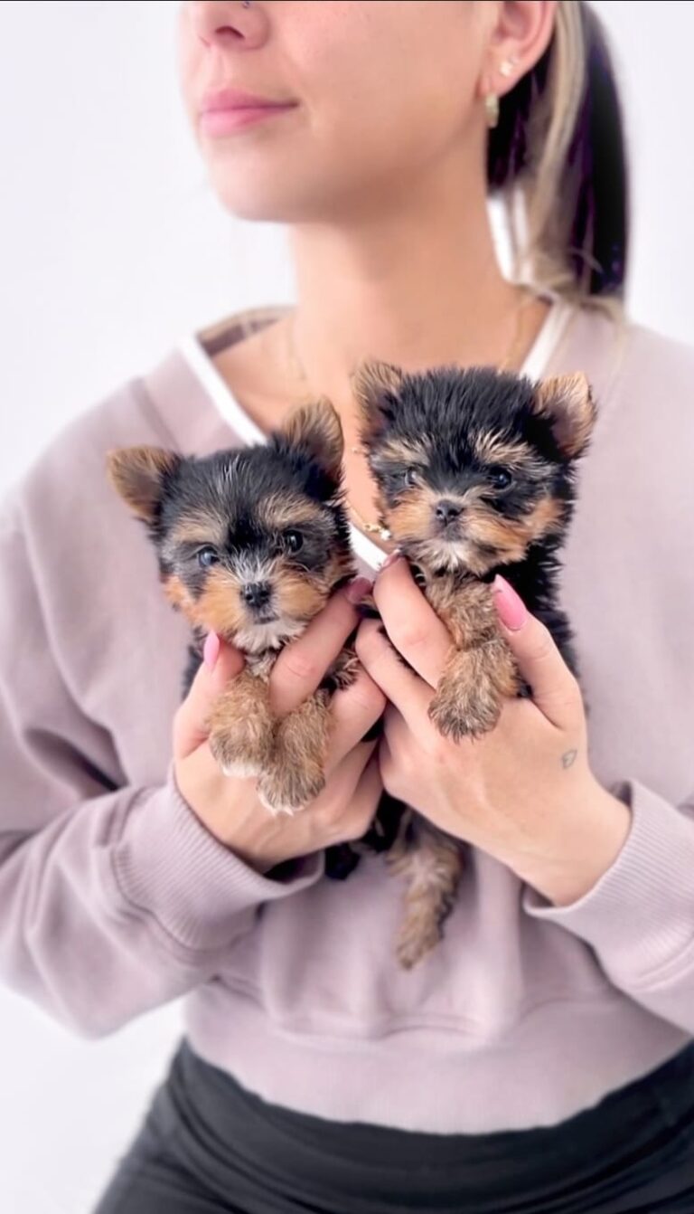 Yorkie Puppies for rehoming – Well train and healthy yorkie puppy